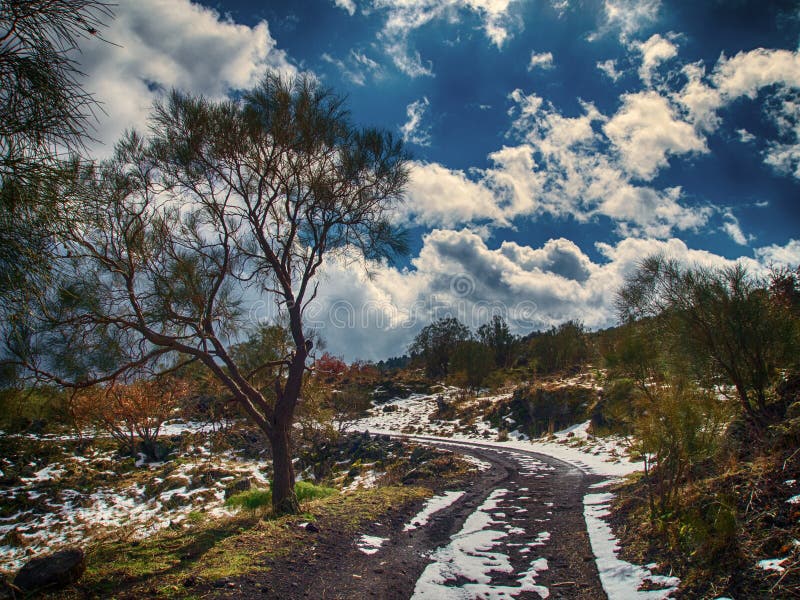 Path to sky stock photo. Image of park, bright, growth - 65778272