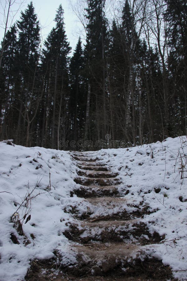 Path to the snow forest stock image. Image of snow, path - 106016673