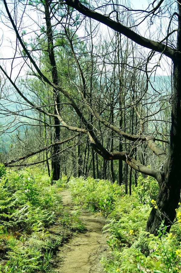 A Path To the Summit of Semeru. Stock Image - Image of summit, tree ...