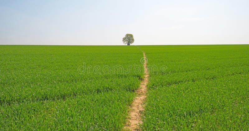 Path To a Tree in a Green Field Stock Image - Image of agriculture ...