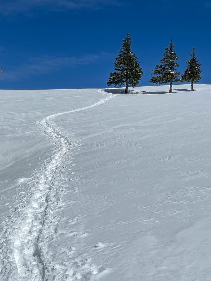 Path To the Trees on the Snow Stock Photo - Image of mountain ...