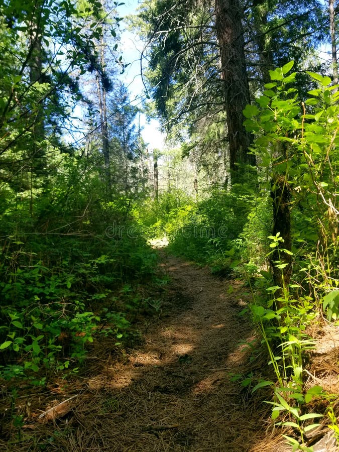 Path to ultimate paradise stock photo. Image of oregon - 168619666