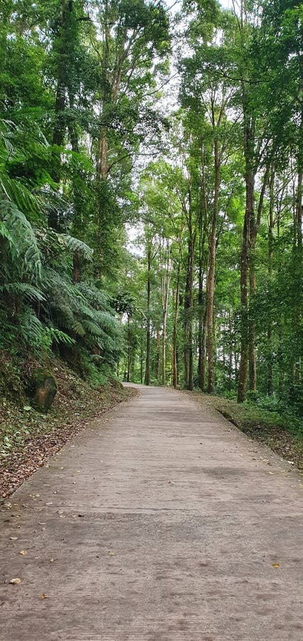 The Path To an Unknown Journey Stock Photo - Image of unknown, green ...
