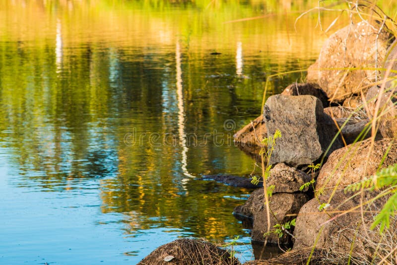 Path to the water stock photo. Image of environment, board - 83661778