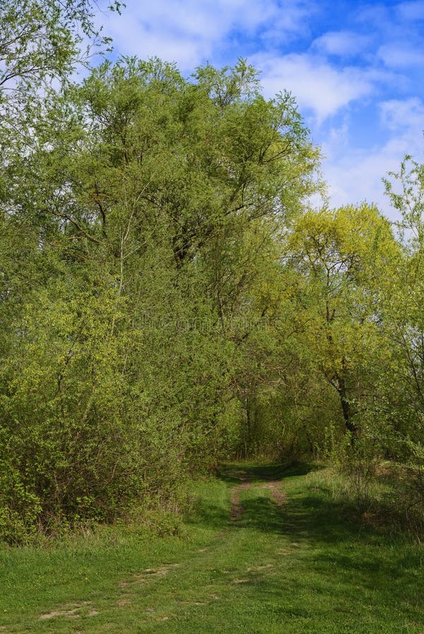 Path To the Willow Forest on the Waterfront Stock Photo - Image of ...