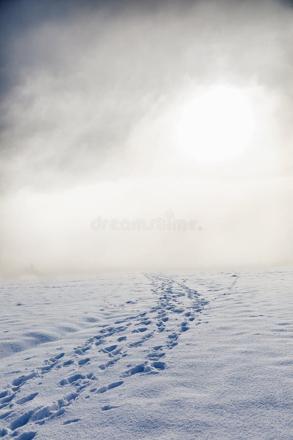 Path through Traces of Shaped Path Snow Stock Image - Image of nature ...