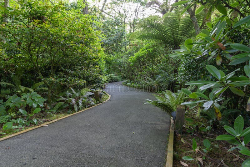Path or Track through New Zealand Native Bush Stock Image - Image of ...