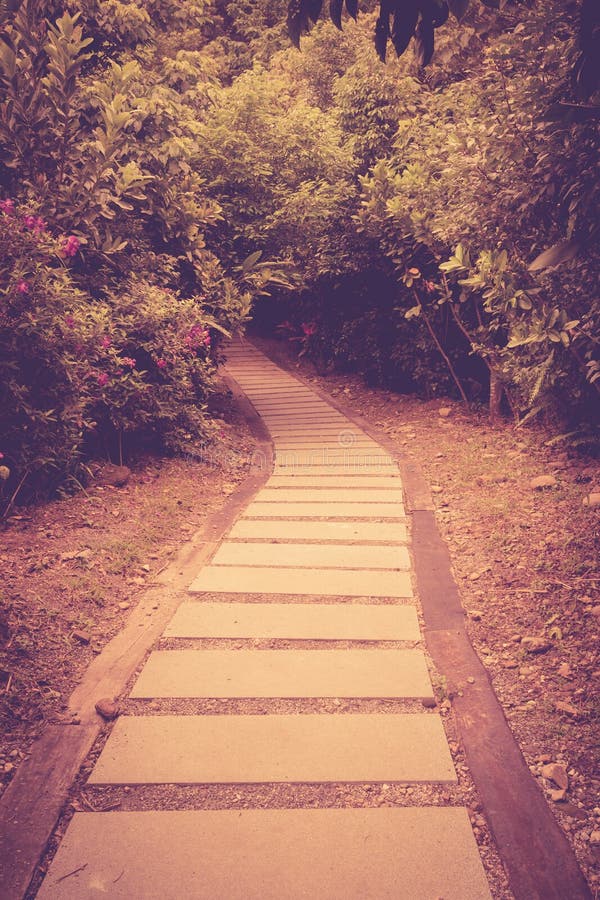 Path stock photo. Image of natural, forest, foliage, plant - 50228184