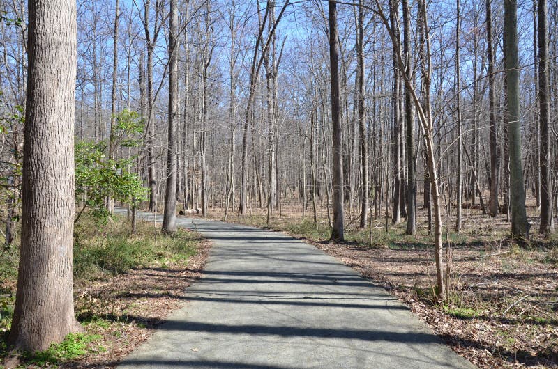 Path or Trail in Forest or Woods with Trees and Brown Leaves Stock ...