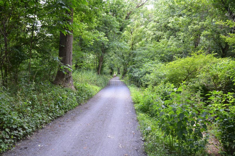 Path or Trail in Forest or Woods with Trees and Deer Stock Image ...