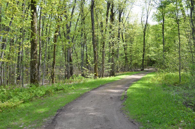 Path or Trail in the Forest or Woods with Trees Stock Photo - Image of ...