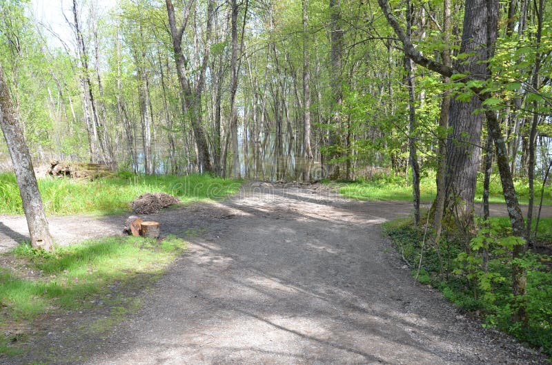 Path or Trail in the Forest or Woods with Trees Stock Image - Image of ...