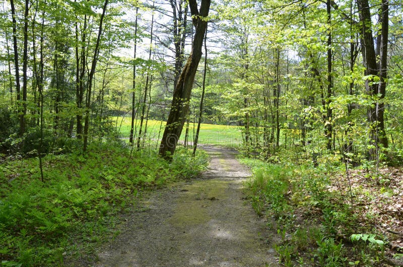 Path or Trail in the Forest or Woods with Trees Stock Photo - Image of ...