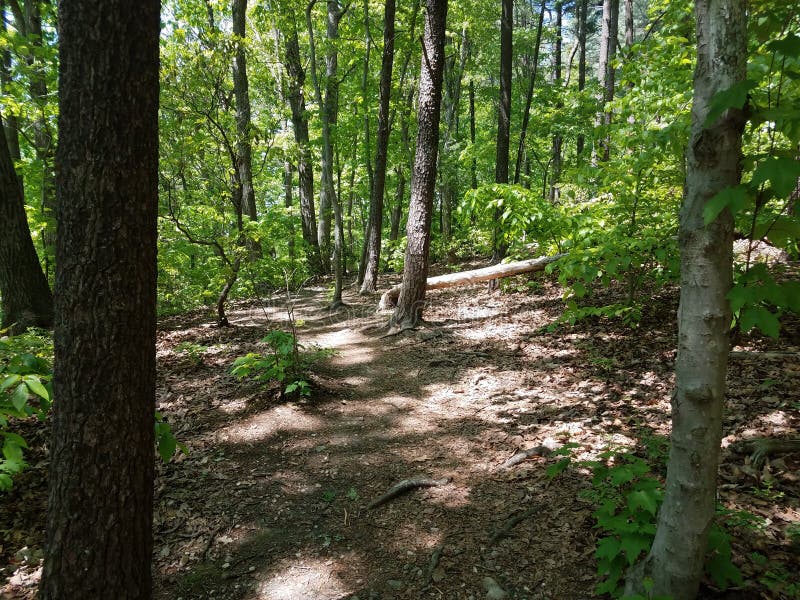Path or Trail in the Woods or Forest with Green Leaves Stock Image ...