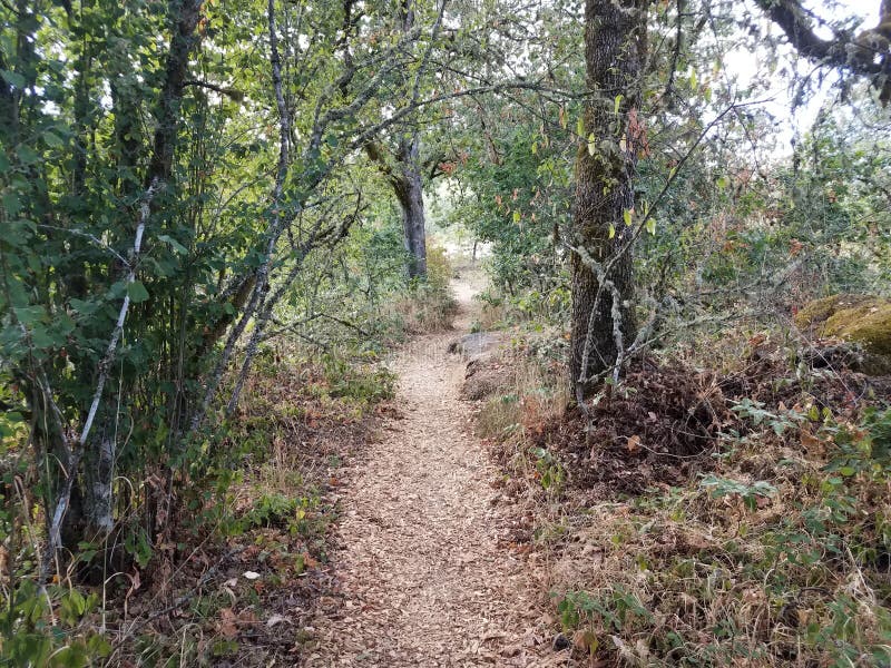 Path or Trail in the Woods with Green Leaves and Trees and Plants Stock ...