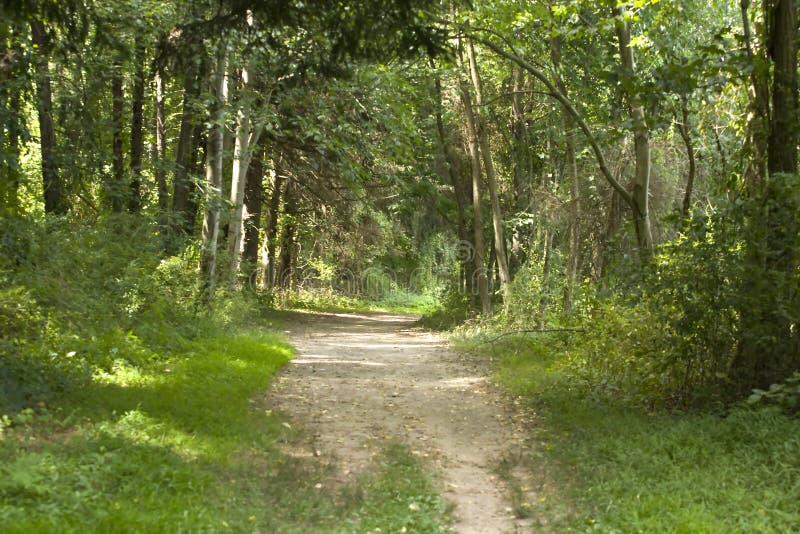 Dirt Path in Forest Woods with Mist Stock Image - Image of tree, rural ...