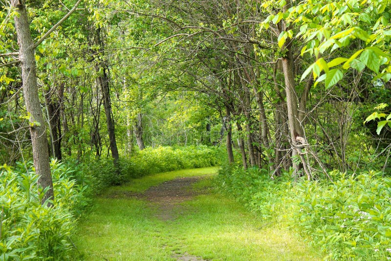 The path less traveled stock image. Image of path, island - 76257151