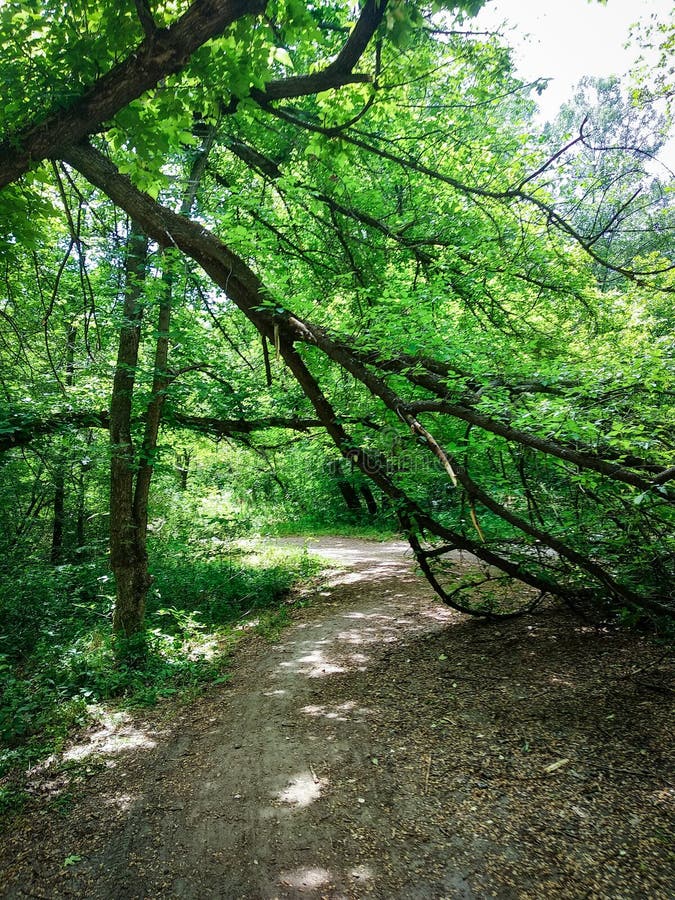 Forest Green Tree Path Travel Stock Photo - Image of green, forest ...