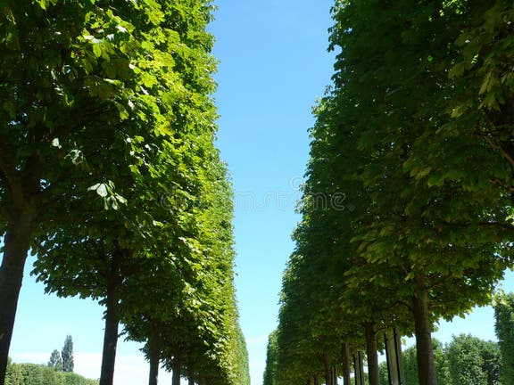 Path tree stock photo. Image of tree, horticulture, botanic - 56076400