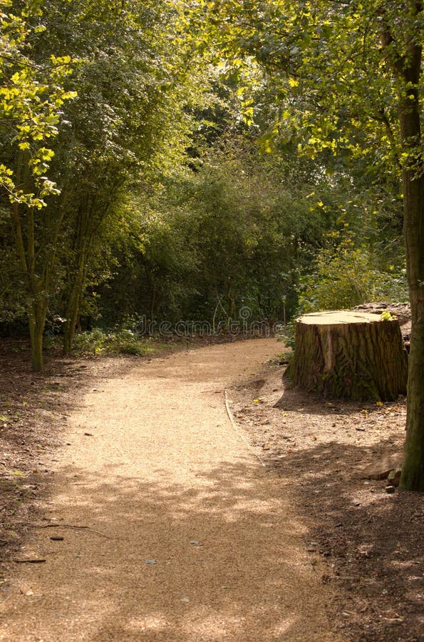 A Path through the Trees 1 stock image. Image of leaves - 12473739