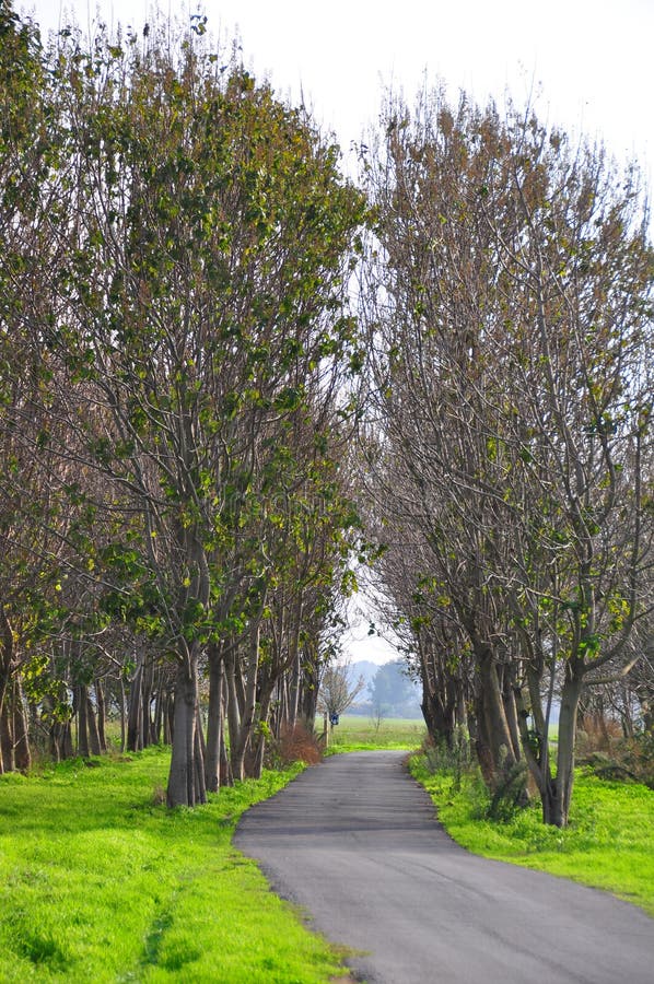 Path through trees stock image. Image of summer, paved - 12346739