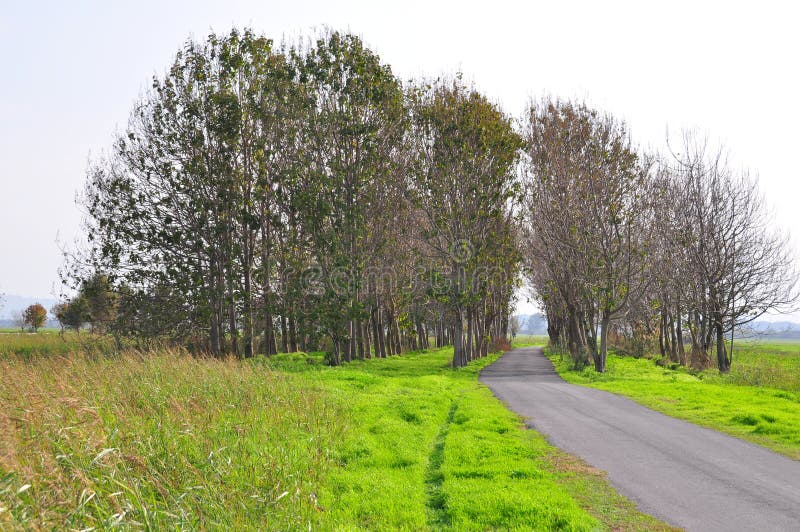Path through trees stock image. Image of passage, road - 12419191