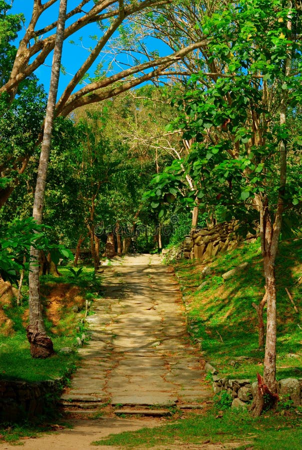 Path among Trees stock photo. Image of rock, stone, tree - 16669576