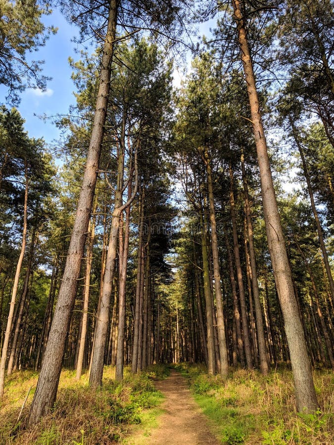 A Path through Trees stock image. Image of wilderness - 183689779