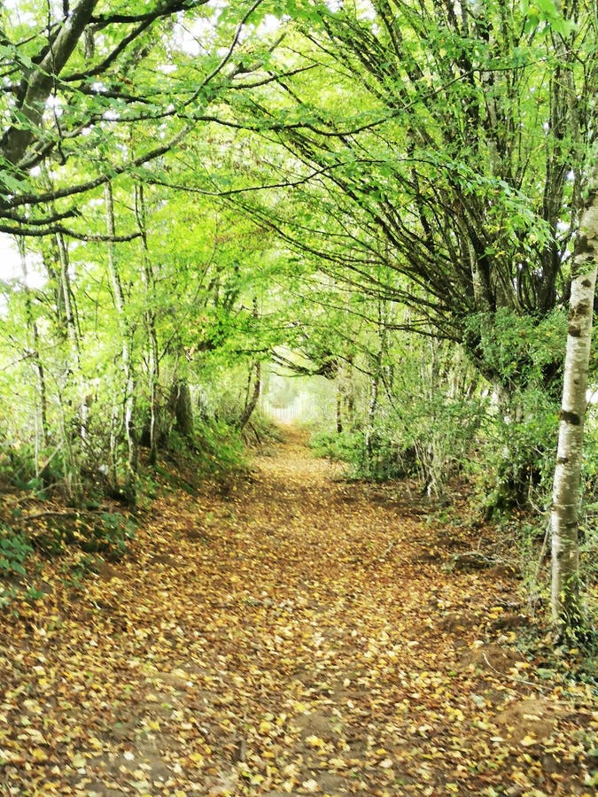 Path between trees stock image. Image of autumn, jungle - 253415591