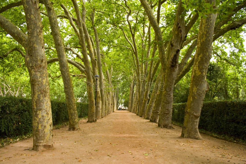 Path of trees stock photo. Image of grow, environment - 3004538