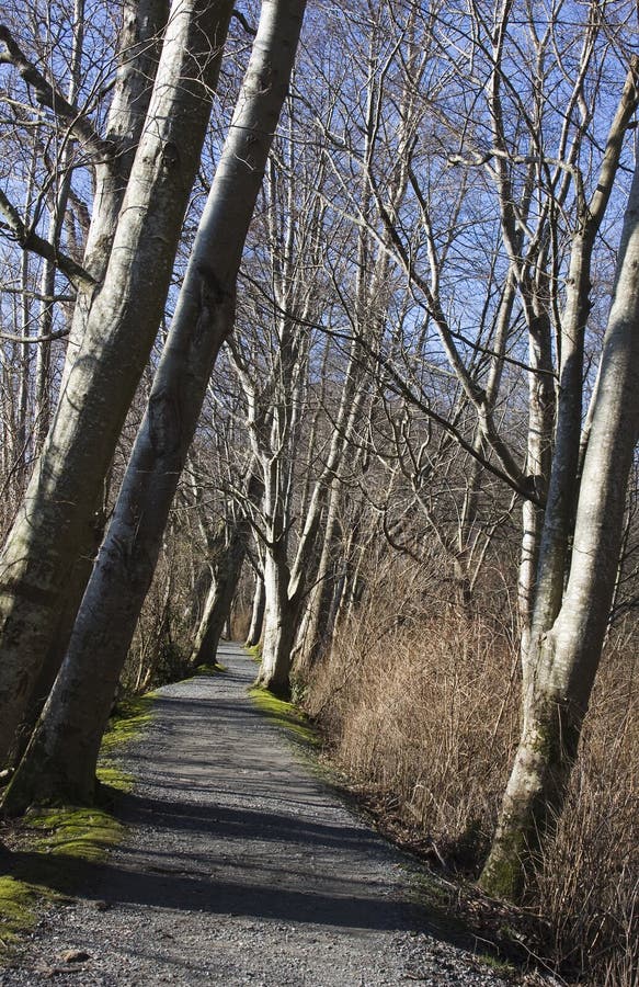 Path and Trees stock photo. Image of gravel, grass, sunny - 4676884