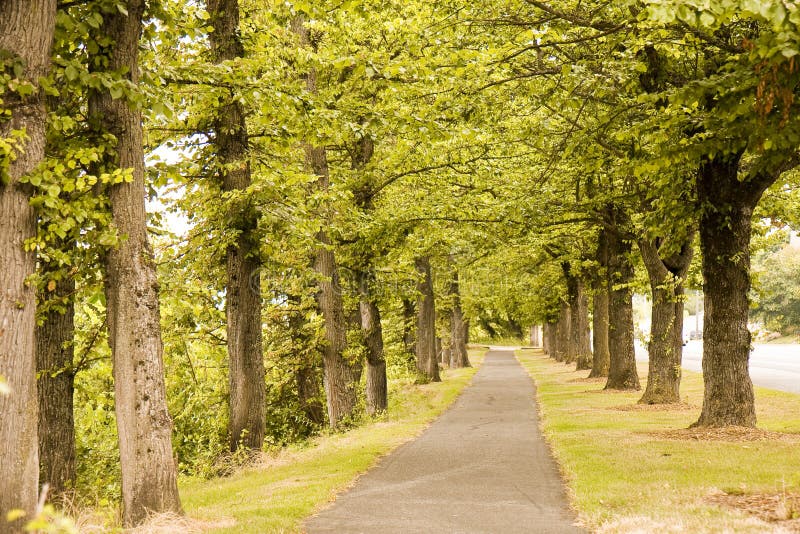 Path Through Trees stock image. Image of trees, season - 6699909
