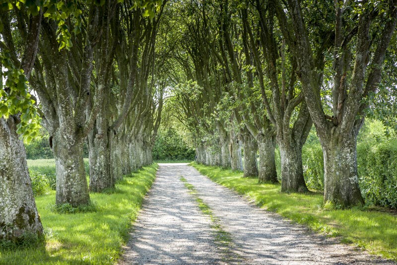 Path of trees stock image. Image of leaves, road, factory - 92751067