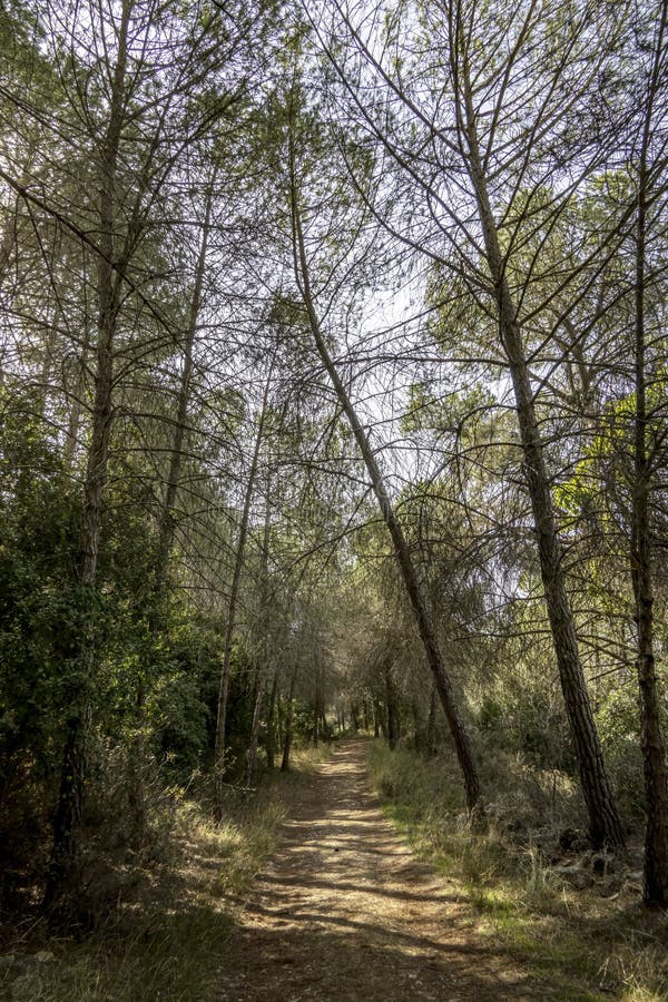 Path between Trees in the Autumn Forest. Sunbeams between Branches ...