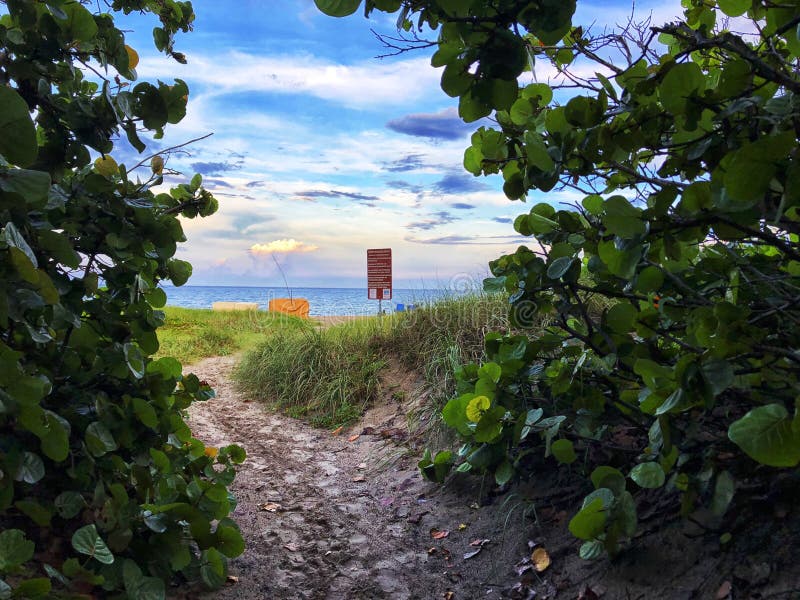 Path through the Trees at the Beach Stock Image - Image of beach ...