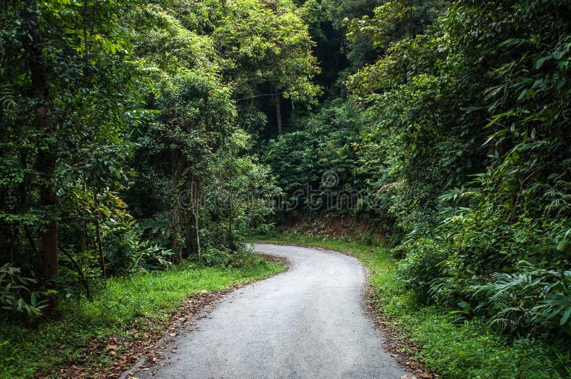 Path between Trees and Bushes in the Forest Stock Image - Image of ...