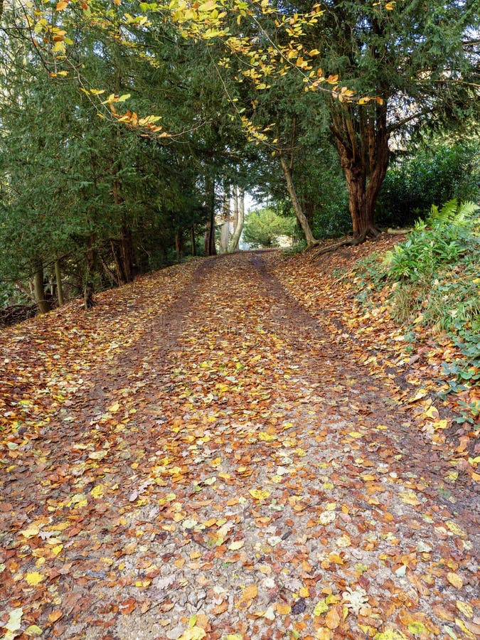 Path through Trees Covered with Fallen Autumn Leaves Stock Image ...