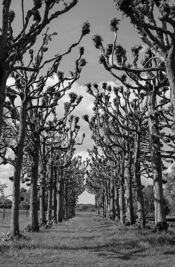 Path through Trees stock image. Image of horticulture - 31351319