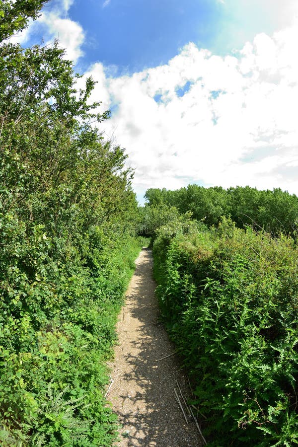 A Path among Trees on the Edge of a Slope on a Hot Summer Day Stock ...