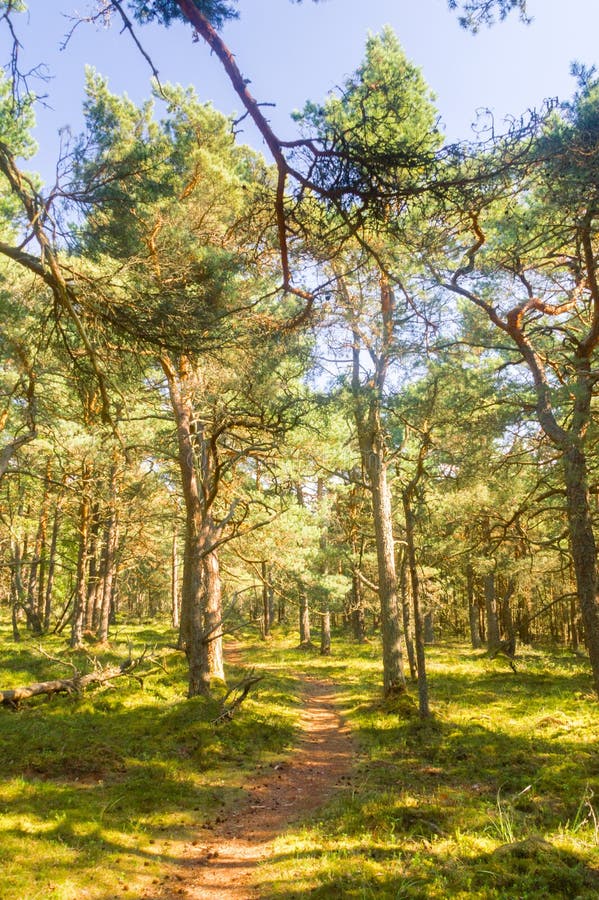 Path among Trees in the Forest Stock Image - Image of beautiful, nature ...
