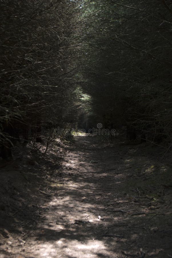 Path in between Trees the Forest Stock Photo - Image of aisle, green ...