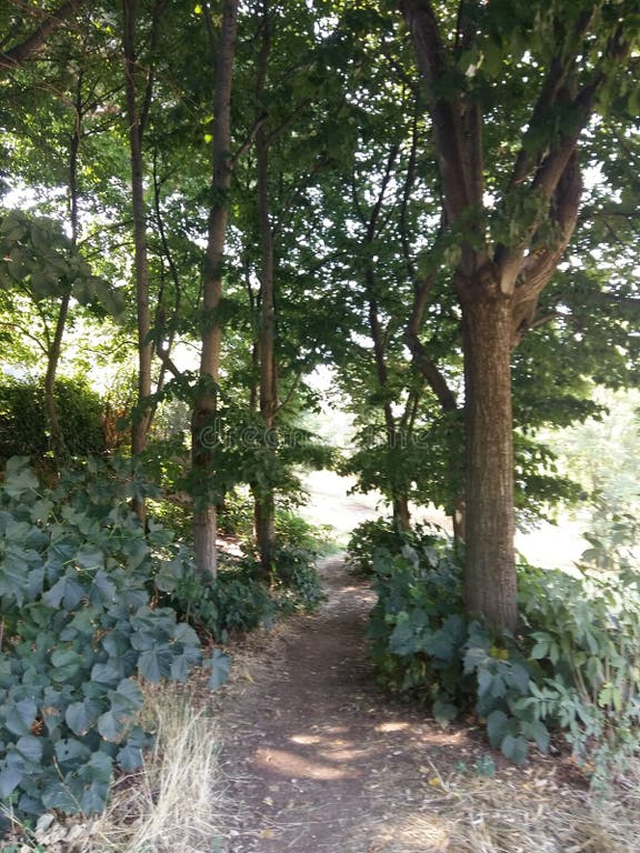 Path between the Trees of the Forest Stock Image - Image of tree ...