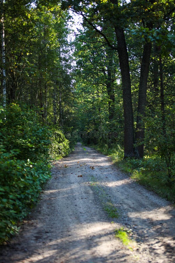Path through Trees stock image. Image of horticulture - 31351319