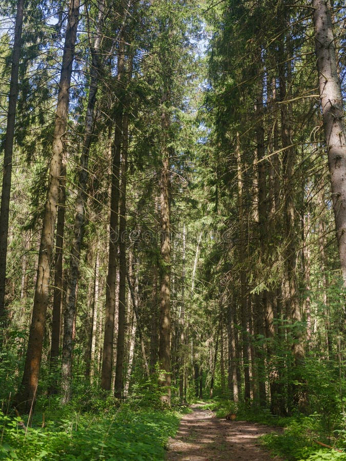 Path among the Trees in the Forest Stock Photo - Image of view, nature ...