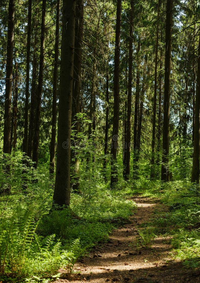 Path among the Trees in the Forest Stock Photo - Image of landscape ...
