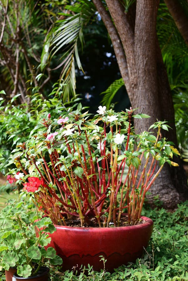 Path between Trees and Gardens, with Nature Around with Flowers and ...