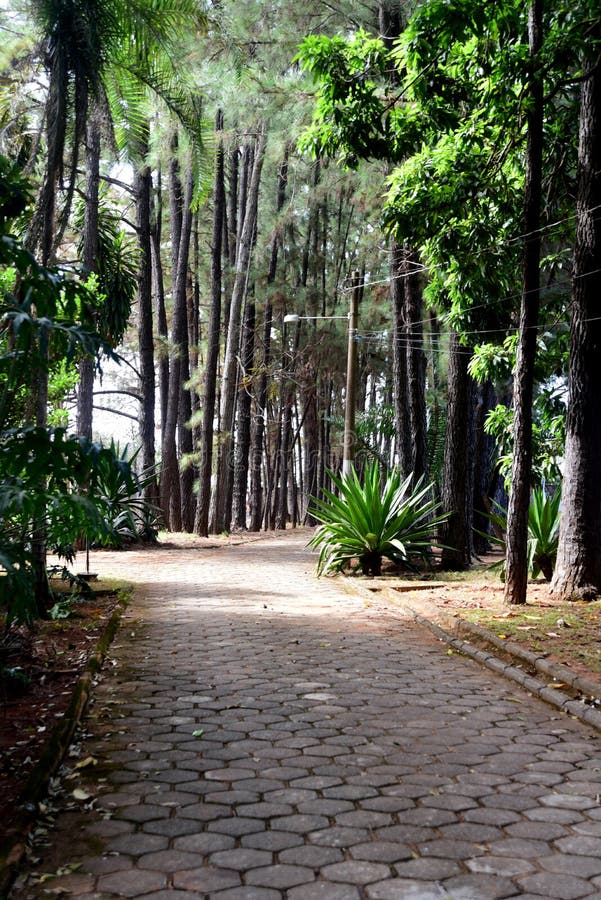 Path between Trees and Gardens, Sidewalk with Nature Around Stock Image ...