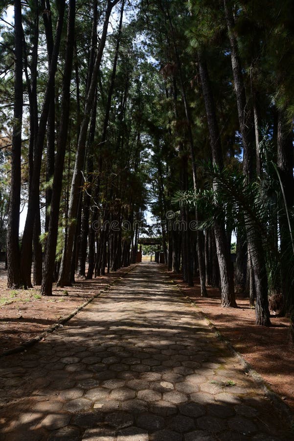 Path between Trees and Gardens, Sidewalk with Nature Around Stock Photo ...