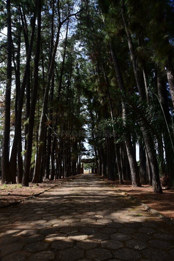 Path between Trees and Gardens, Sidewalk with Nature Around Stock Photo ...
