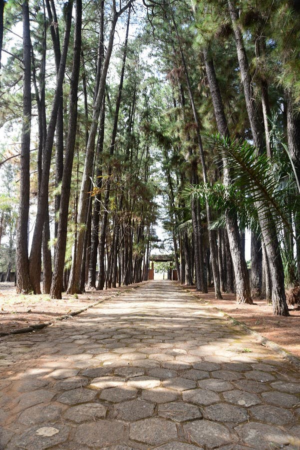 Path between Trees and Gardens, Sidewalk with Nature Around Stock Photo ...